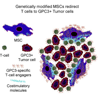 T Cell-Activating Mesenchymal Stem Cells as a Biotherapeutic for HCC ...