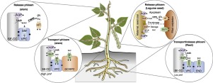 Mechanisms of phloem unloading: shaped by cellular pathways, their ...