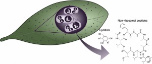 Leaf nodule symbiosis: function and transmission of obligate bacterial ...