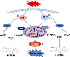 Inhibition of phosphodiesterase 4 by FCPR16 protects SH-SY5Y cells ...