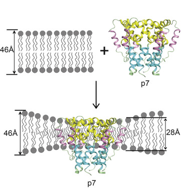 The Unusual Transmembrane Partition of the Hexameric Channel of the ...