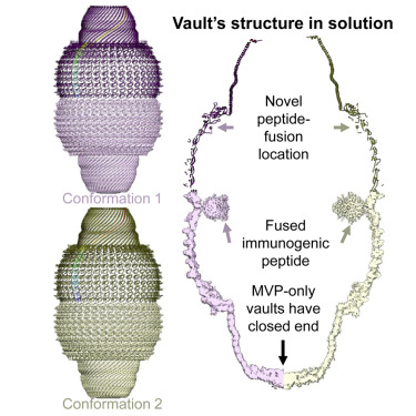 Solution Structures of Engineered Vault Particles.,Structure - X-MOL