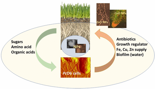 CuO和ZnO纳米粒子修饰与作物生产相关的细胞间信号传导过程,Journal of Agricultural and Food ...