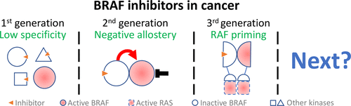 BRAF抑制剂在癌症中的最新见解,Journal of Medicinal Chemistry - X-MOL