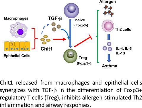 Chitotriosidase inhibits allergic asthmatic airways via regulation of ...