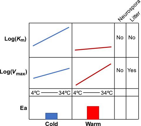 Temperature sensitivities of extracellular enzyme Vmax and Km across ...