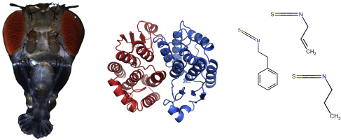 Characterization of a Drosophila glutathione transferase involved in ...