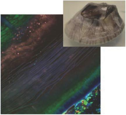 Acorn Barnacles Secrete Phase‐Separating Fluid to Clear Surfaces Ahead ...