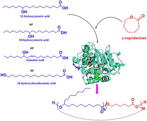 Biocatalytic Route for the Synthesis of Oligoesters of Hydroxy‐Fatty ...