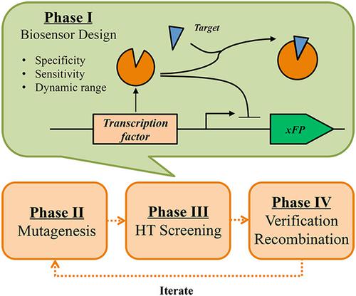 Transcription Factor‐Based Biosensors in High‐Throughput Screening ...