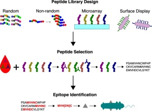 Mapping serum antibody repertoires using peptide libraries,Current ...