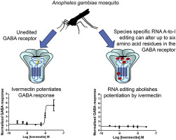 Species specific RNA A-to-I editing of mosquito RDL modulates GABA ...