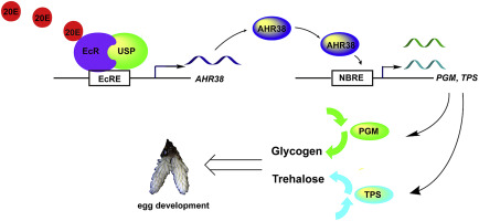 HR38, an ortholog of NR4A family nuclear receptors, mediates 20 ...