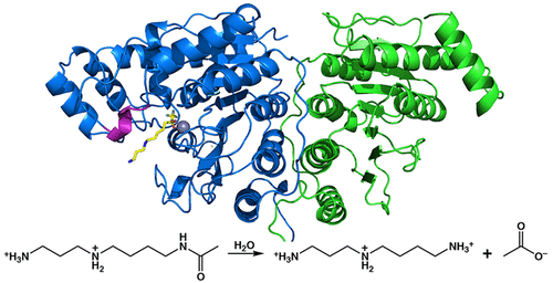 Polyamine Deacetylase Structure and Catalysis: Prokaryotic ...