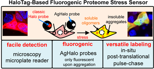 A HaloTag-Based Multicolor Fluorogenic Sensor Visualizes and Quantifies ...