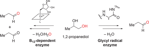 Characterization of 1,2-Propanediol Dehydratases Reveals Distinct ...
