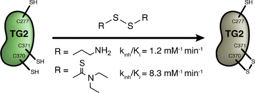 Cystamine and Disulfiram Inhibit Human Transglutaminase 2 via an ...