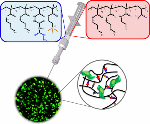 Injectable and Degradable Poly(Oligoethylene glycol methacrylate ...