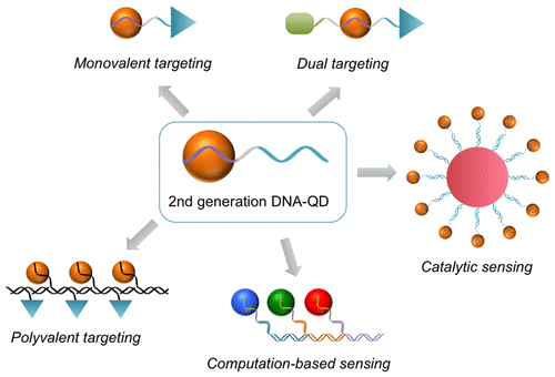 Next-Generation DNA-Functionalized Quantum Dots as Biological Sensors ...