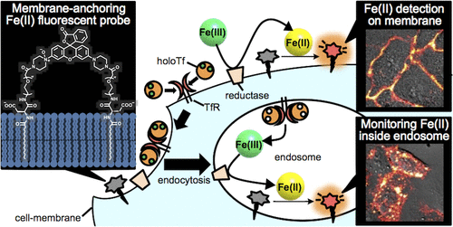 Fe(II) Ion Release during Endocytotic Uptake of Iron Visualized by a ...
