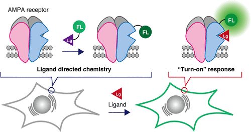 Ligand-Directed Chemistry of AMPA Receptors Confers Live-Cell ...