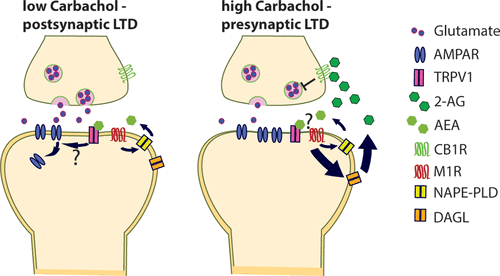 Muscarinic M1 Receptor Modulation of Synaptic Plasticity in Nucleus ...