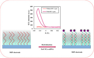 A molecularly imprinted electrochemiluminescence sensor for ...