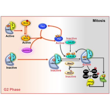依赖于细胞周期蛋白A-cdk1的磷酸化是促进有丝分裂进入的触发因素,Developmental Cell - X-MOL