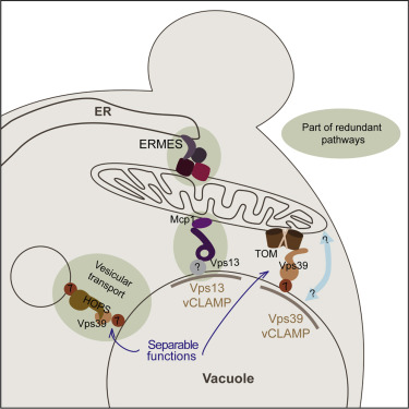 Vps39 Interacts with Tom40 to Establish One of Two Functionally ...