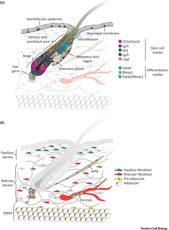 发育、伤口愈合和癌症中的皮肤细胞异质性。,Trends in Cell Biology - X-MOL