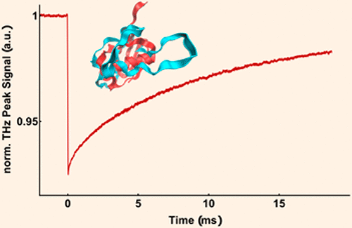 Hydrophobic Collapse of Ubiquitin Generates Rapid Protein–Water Motions ...