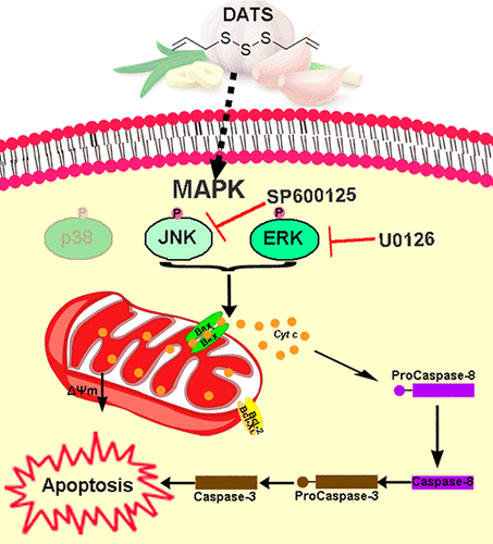 Induction of Apoptosis in Human Papillary-Thyroid-Carcinoma BCPAP Cells ...