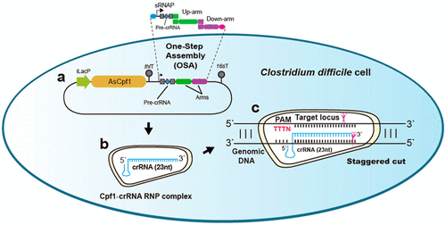 Multiplexed CRISPR-Cpf1-Mediated Genome Editing in Clostridium ...