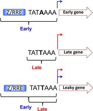 CAGE-seq analysis of Epstein-Barr virus lytic gene transcription: 3 ...