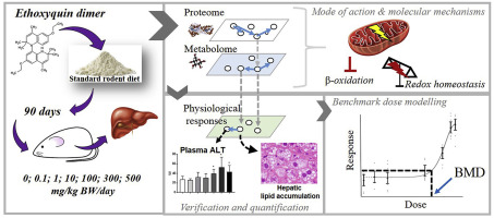 Subchronic dietary exposure to ethoxyquin dimer induces microvesicular ...