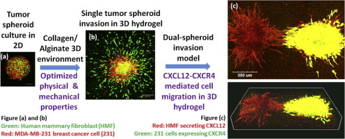 Hybrid Collagen Alginate Hydrogel as a Platform for 3D Tumor Spheroid ...