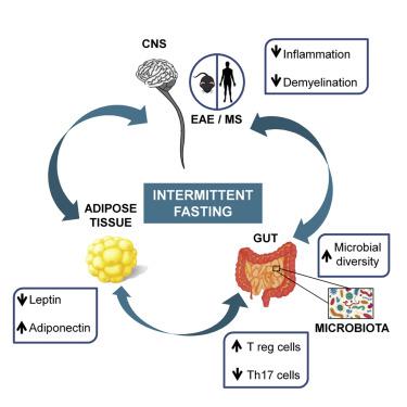 Intermittent Fasting Confers Protection in CNS Autoimmunity by Altering ...