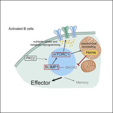 Protein Kinase C-β Dictates B Cell Fate by Regulating Mitochondrial ...