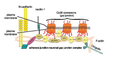Structural and Intermolecular Associations Between Connexin36 and ...