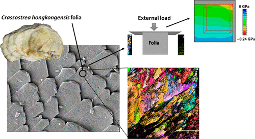 Crystallographic Interdigitation in Oyster Shell Folia Enhances ...
