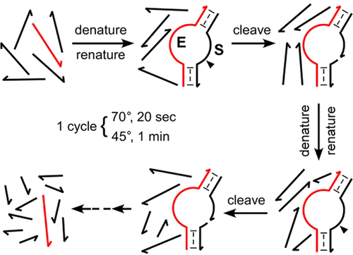 Retraining and Optimizing DNA-Hydrolyzing Deoxyribozymes for Robust ...