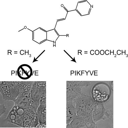 Indolyl-Pyridinyl-Propenone-Induced Methuosis through the Inhibition of ...
