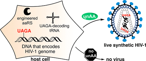 Controlling the Replication of a Genomically Recoded HIV-1 with a ...