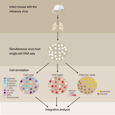 Dissection of Influenza Infection In Vivo by Single-Cell RNA Sequencing ...