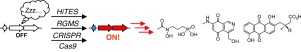 激活细菌沉默生物合成基因簇的最新进展,Current Opinion in Microbiology - X-MOL