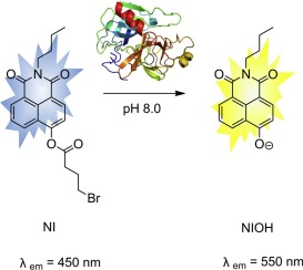 A sensitive ratiometric fluorescence probe for chymotrypsin activity ...