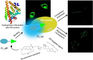 Estrogen receptor sensing in living cells by a high affinity turn-on ...