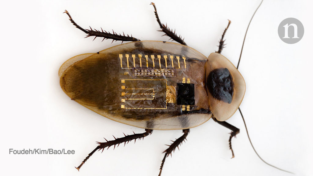 Synthetic nerve flexes a cockroach’s muscle,Nature - X-MOL