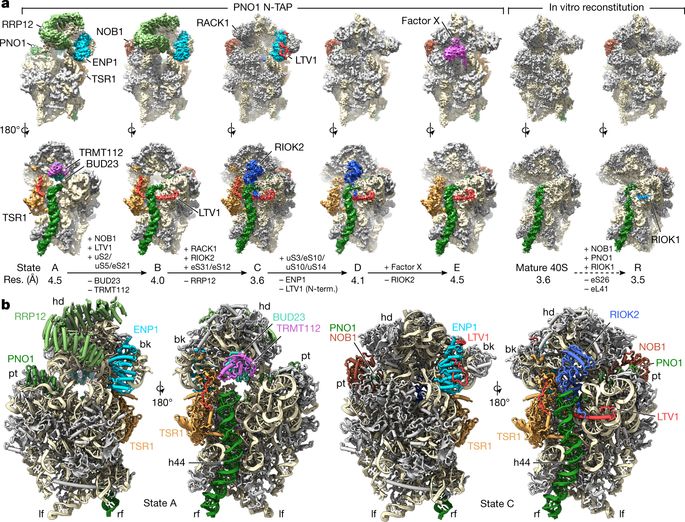 Visualizing late states of human 40S ribosomal subunit maturation ...