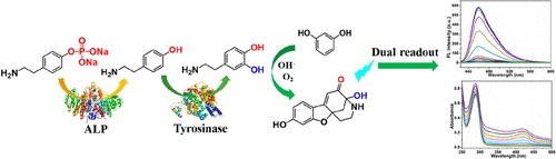 An Enzyme Cascade-Triggered Fluorogenic and Chromogenic Reaction ...